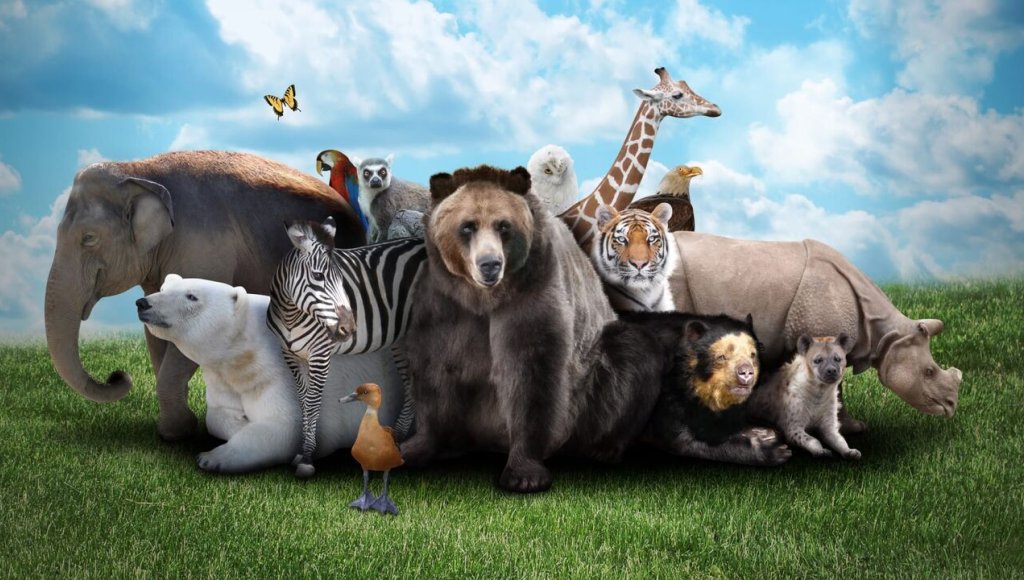 La famille éléphant et moi - Documentaire : diffusions TV, streaming ...