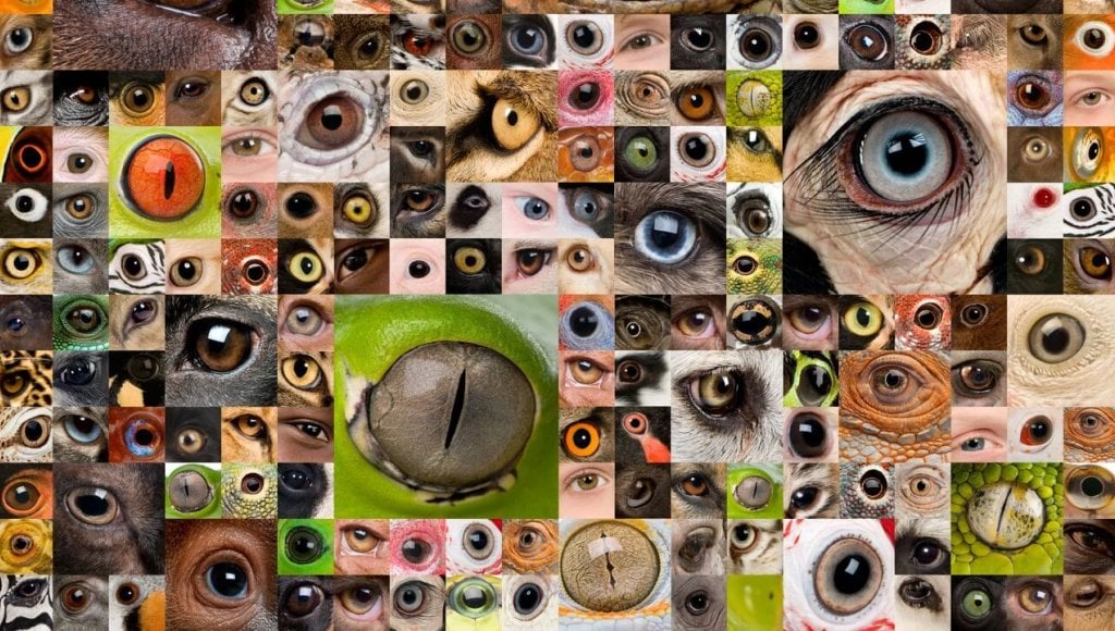 Jungle urbaine - Documentaire (2014) : diffusions TV, streaming, replay ...