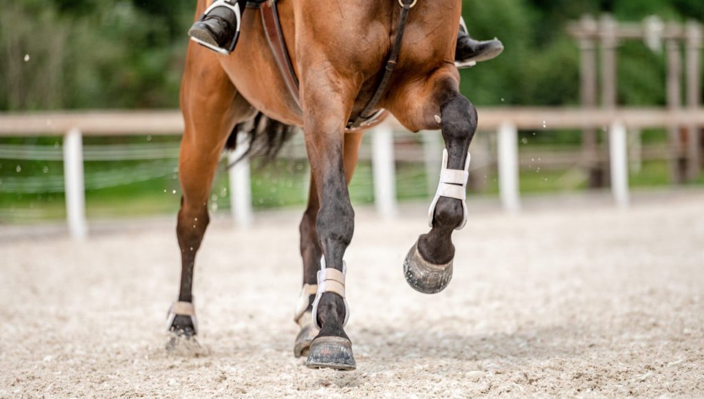 Equitation : Coupe du monde de saut d'obstacles à Fort Worth ...