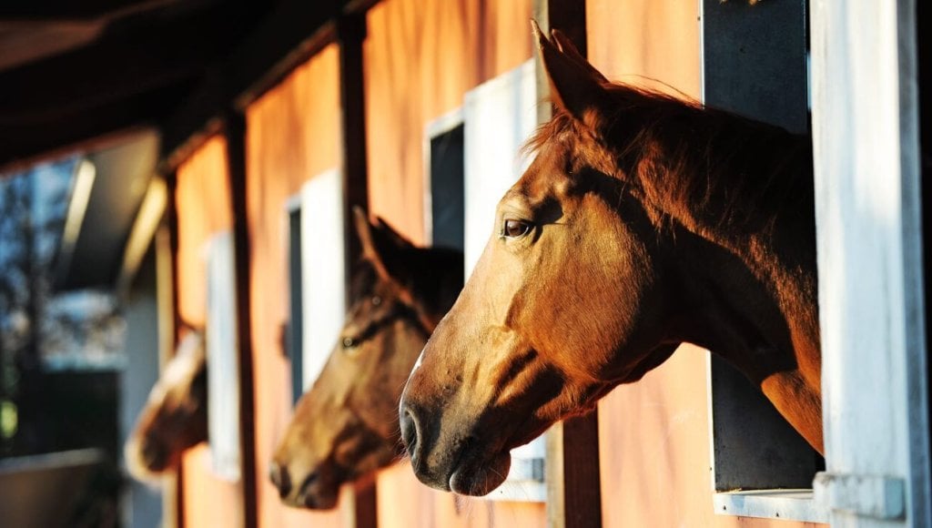 Equitation : Championnats d'Europe de saut d'obstacles - : diffusions ...