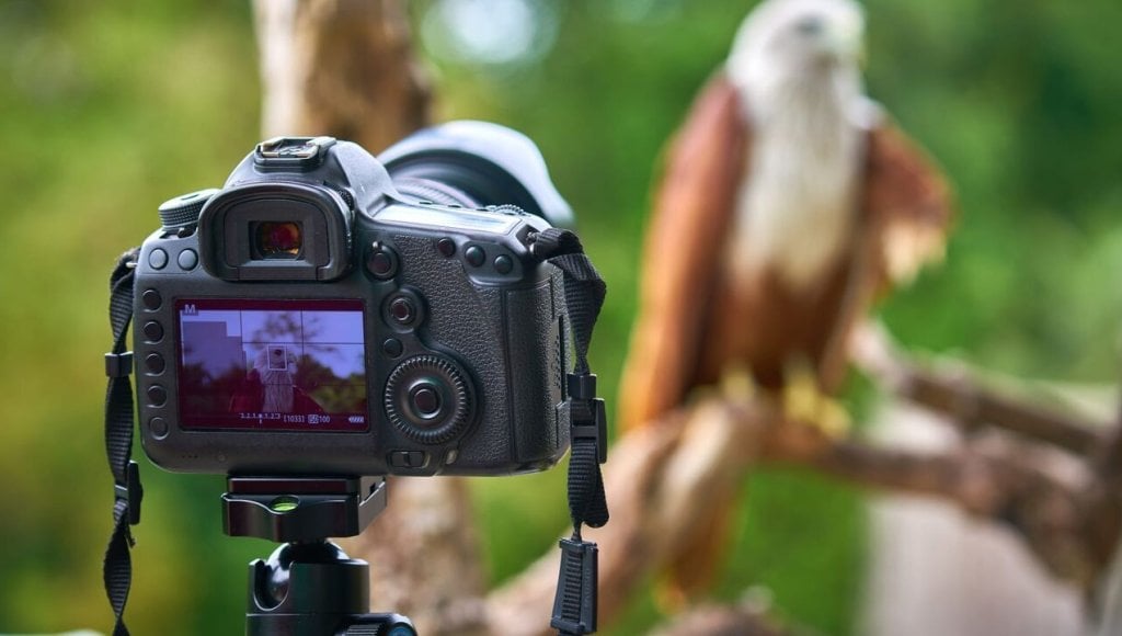 Hamza: Strictly Birds of Prey - Documentaire (2023) : diffusions TV ...