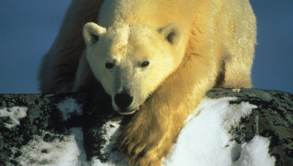 La famille ours et moi - Documentaire (2013) : diffusions TV, streaming ...