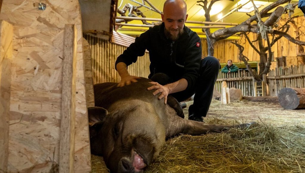 Wenn das Nashorn Schnupfen hat - Die Tierärzte im Zoo Osnabrück ...