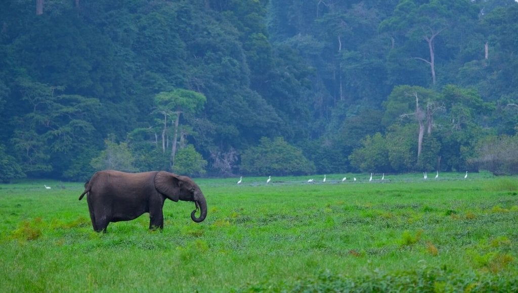 Gabun - Der Schatz im Regenwald - Documentaire (2020) : diffusions TV ...