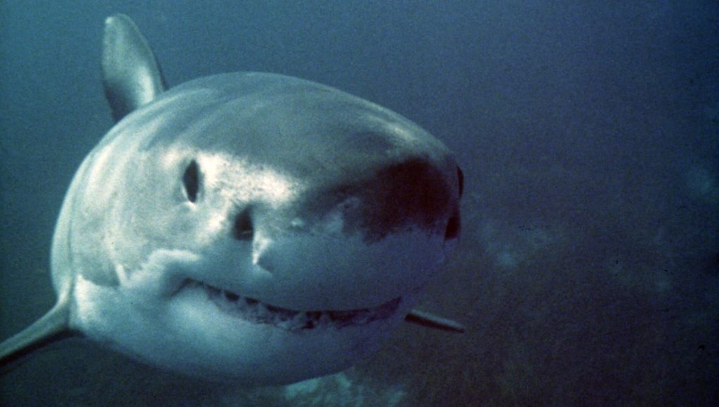 Requins tueurs - Film (2005) : diffusions TV, streaming, replay | Télé ...
